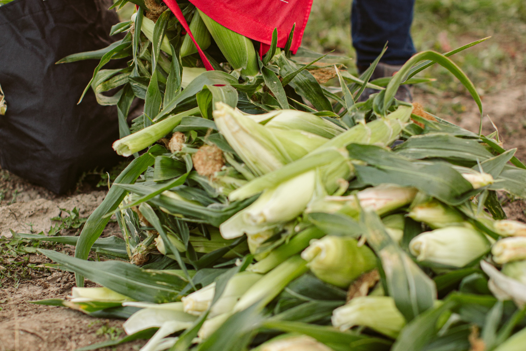 About Us – Community Food Share